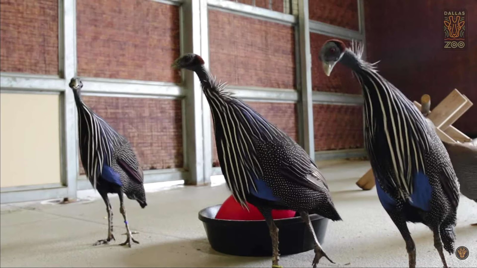 Birds That Eat Ticks: Natural Tick Control